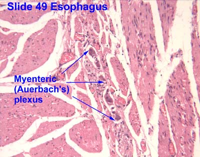 Myenteric Plexus Wikipedia